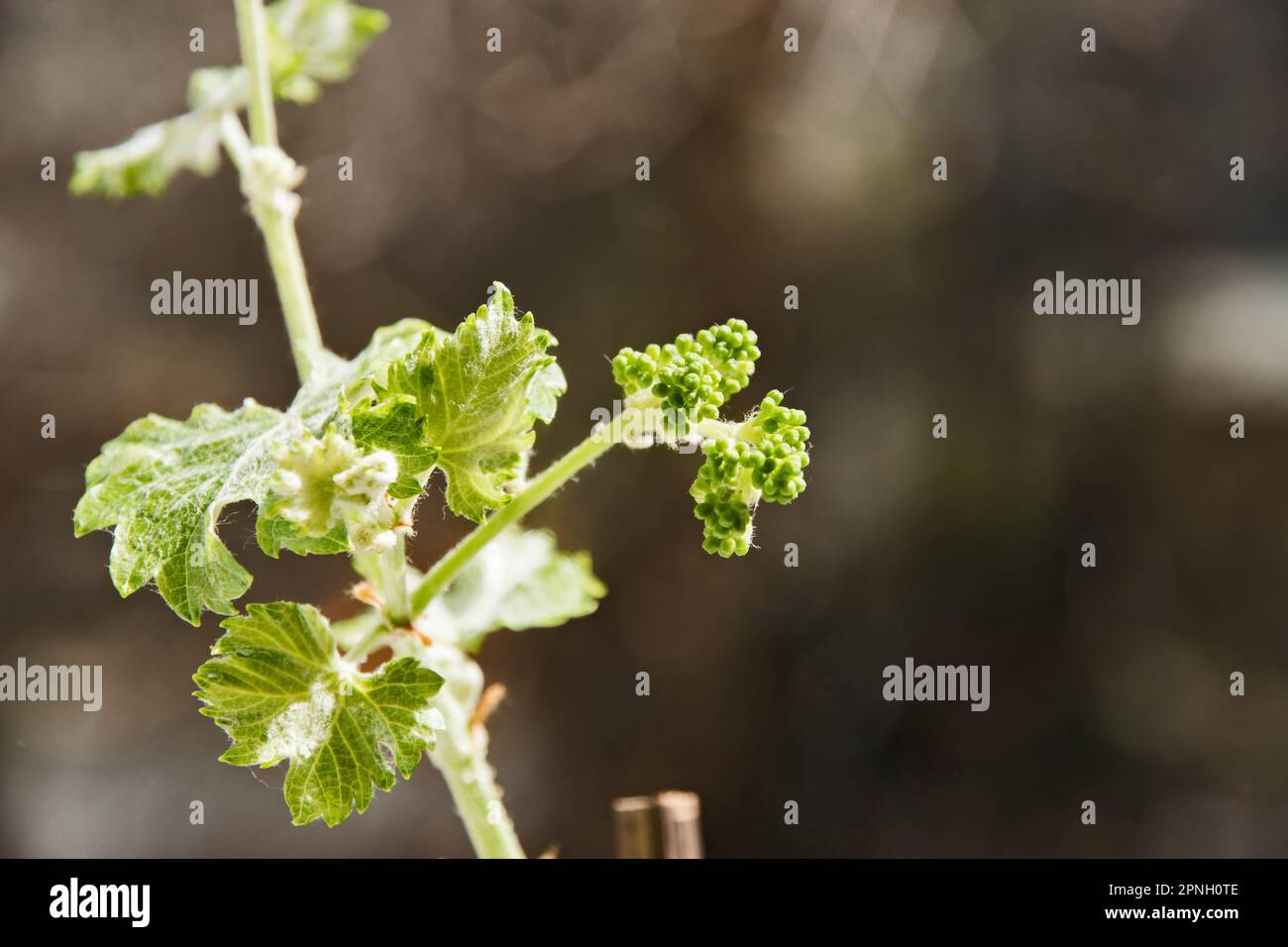 Spring vine buds sprouting with young leaves Stock Photo - Alamy
