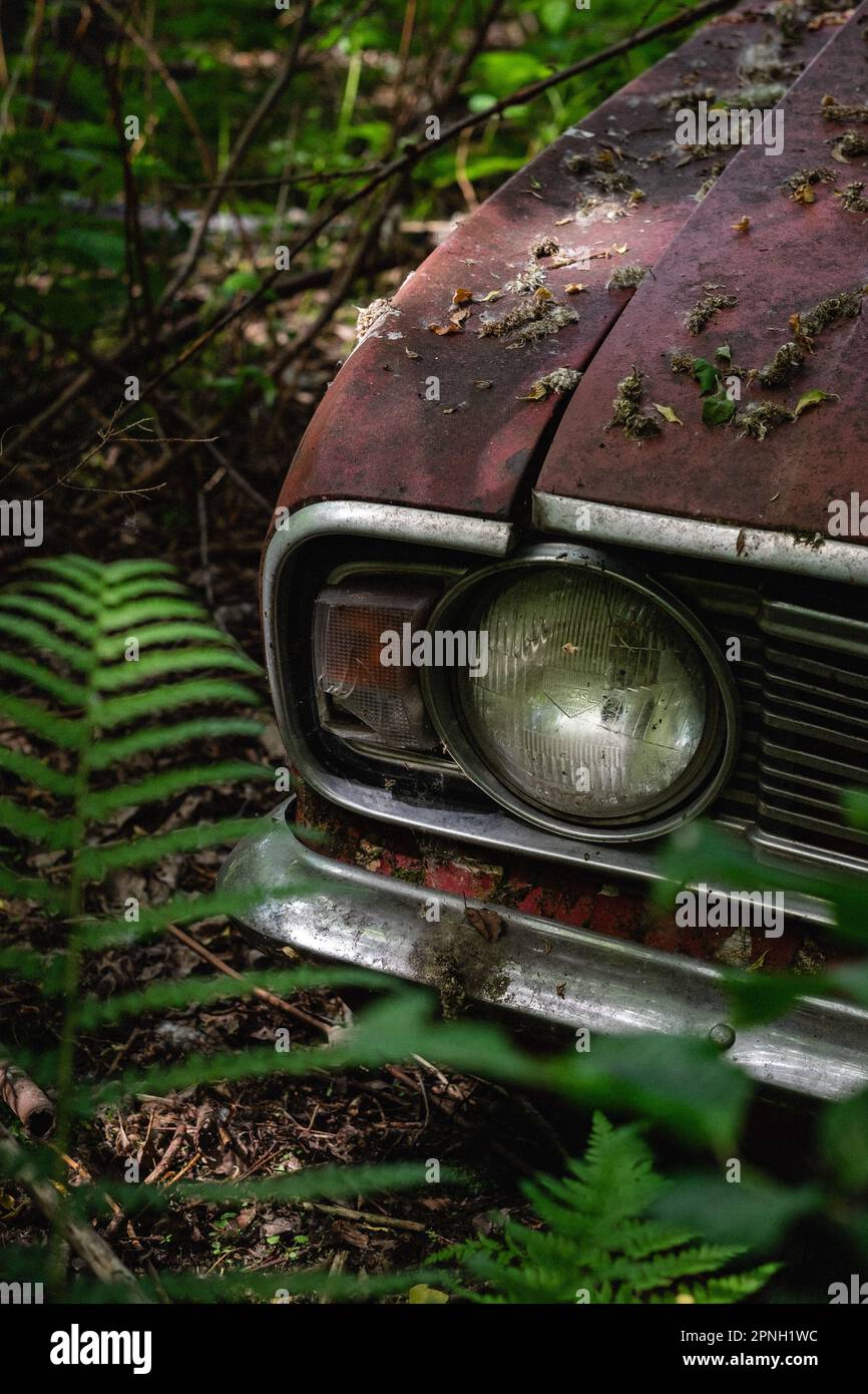 A vintage car is seen covered in ferns and weeds, with rust-colored ...