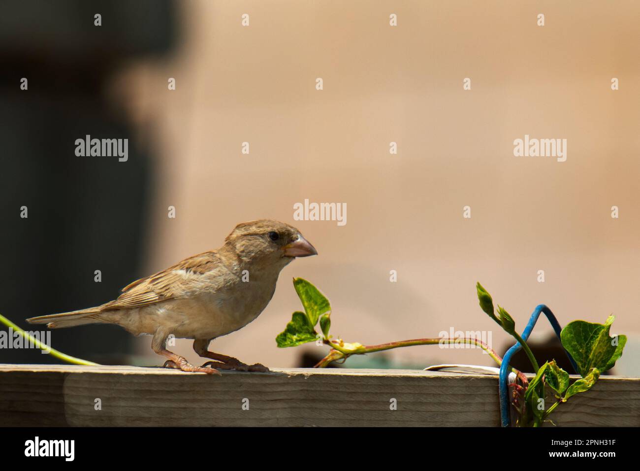 isolated small brown bird in a blur background ,young house sparrow ...