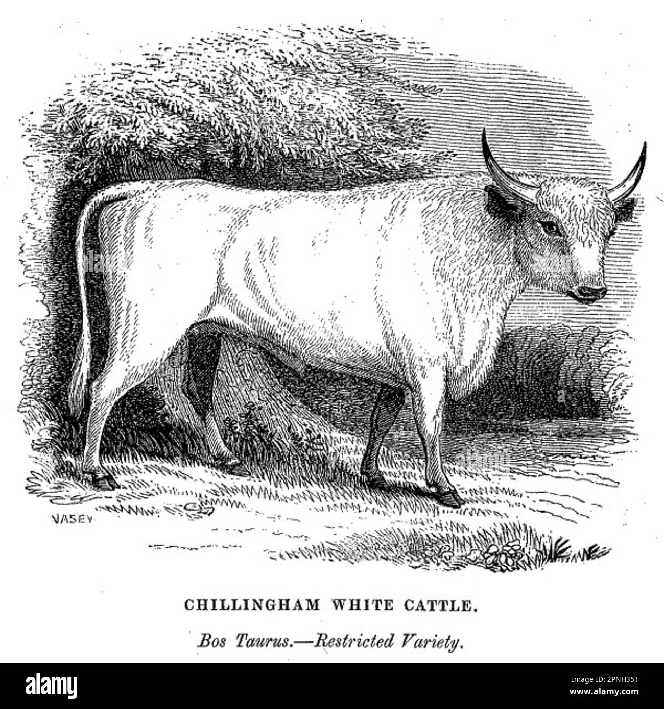 White cattle Black and White Stock Photos & Images - Alamy