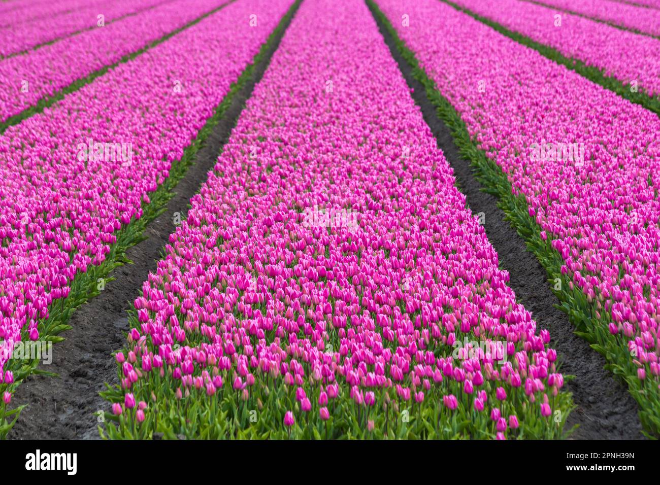 Rows of pink tulips in field at Holland, Netherlands in April Stock ...