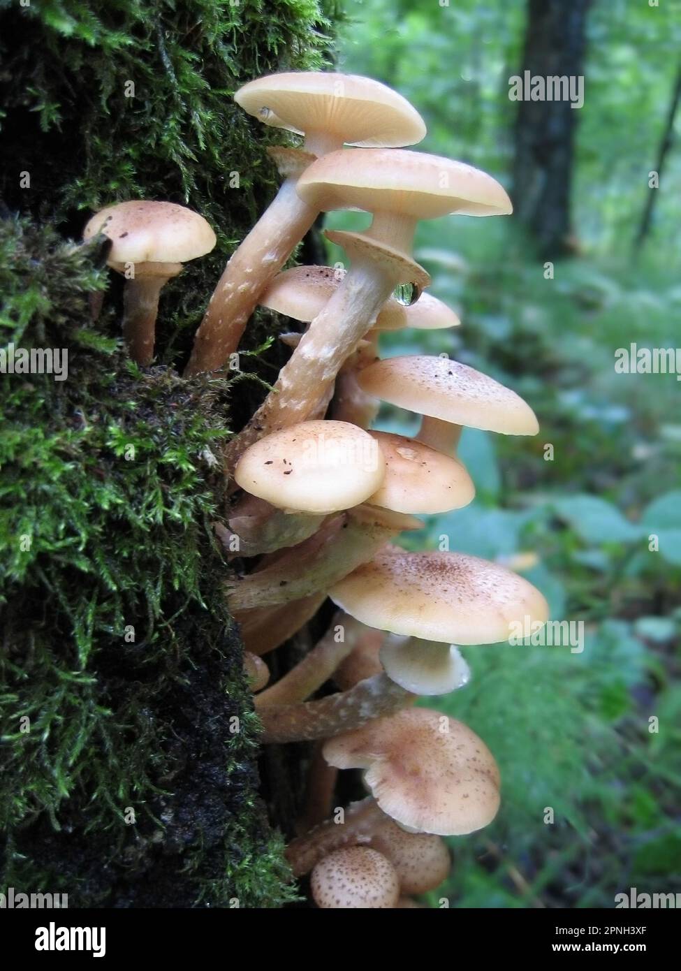 Eatable mushrooms, honey agaric, growing at tree in forest Stock Photo ...