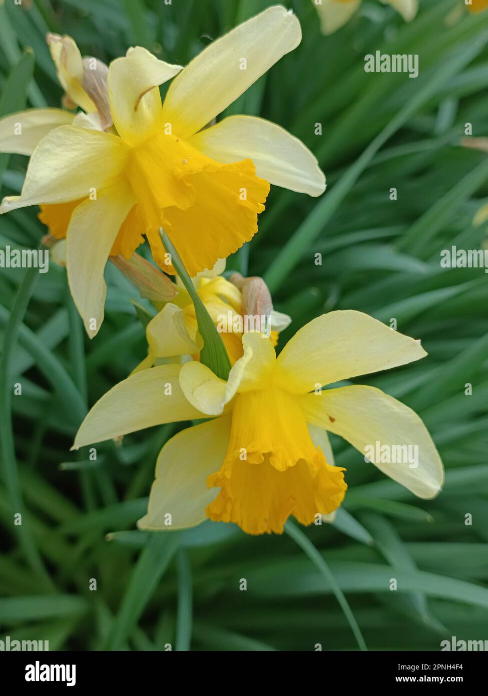 Golden daffodil garden background. Daffodil flowers close-up Stock ...