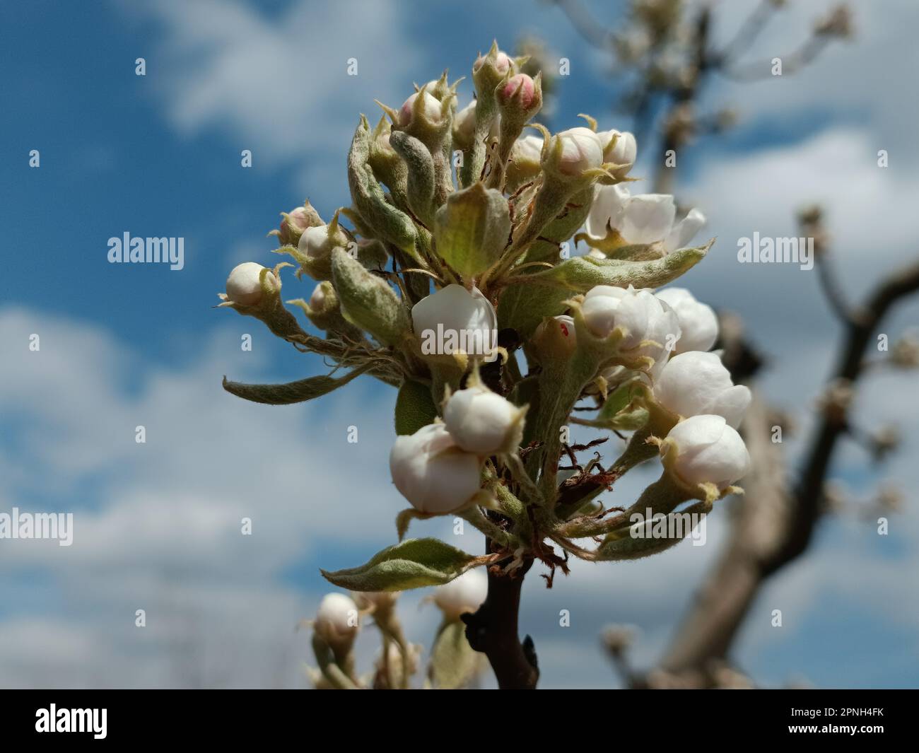 White flower blossom with soft background. Fruit-tree blossom brunch ...