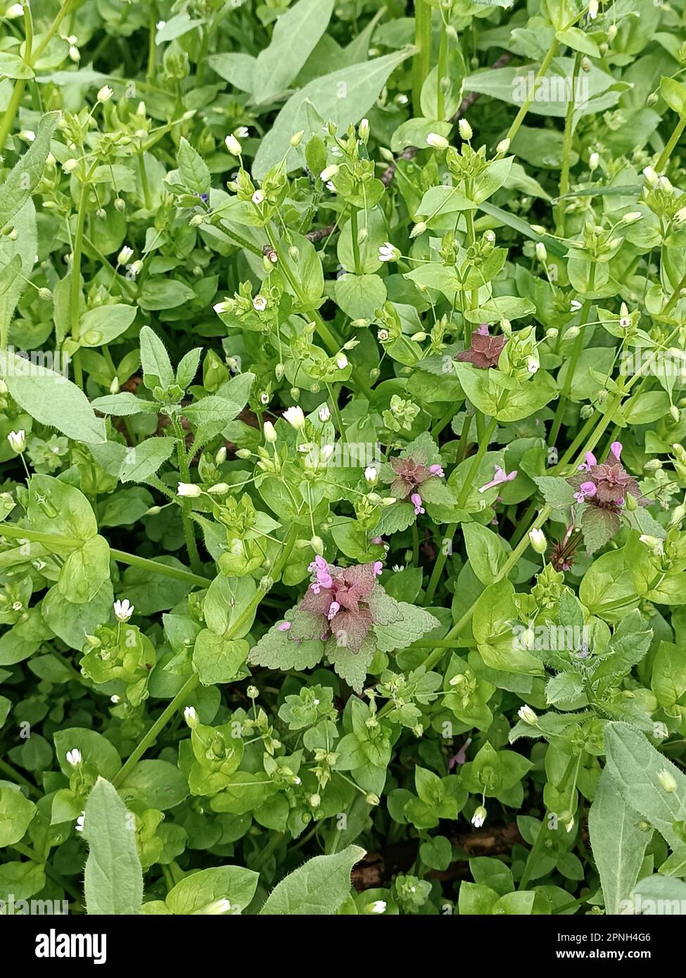 Meadow wildflowers close-up picture. Green leaf, spring grass and ...