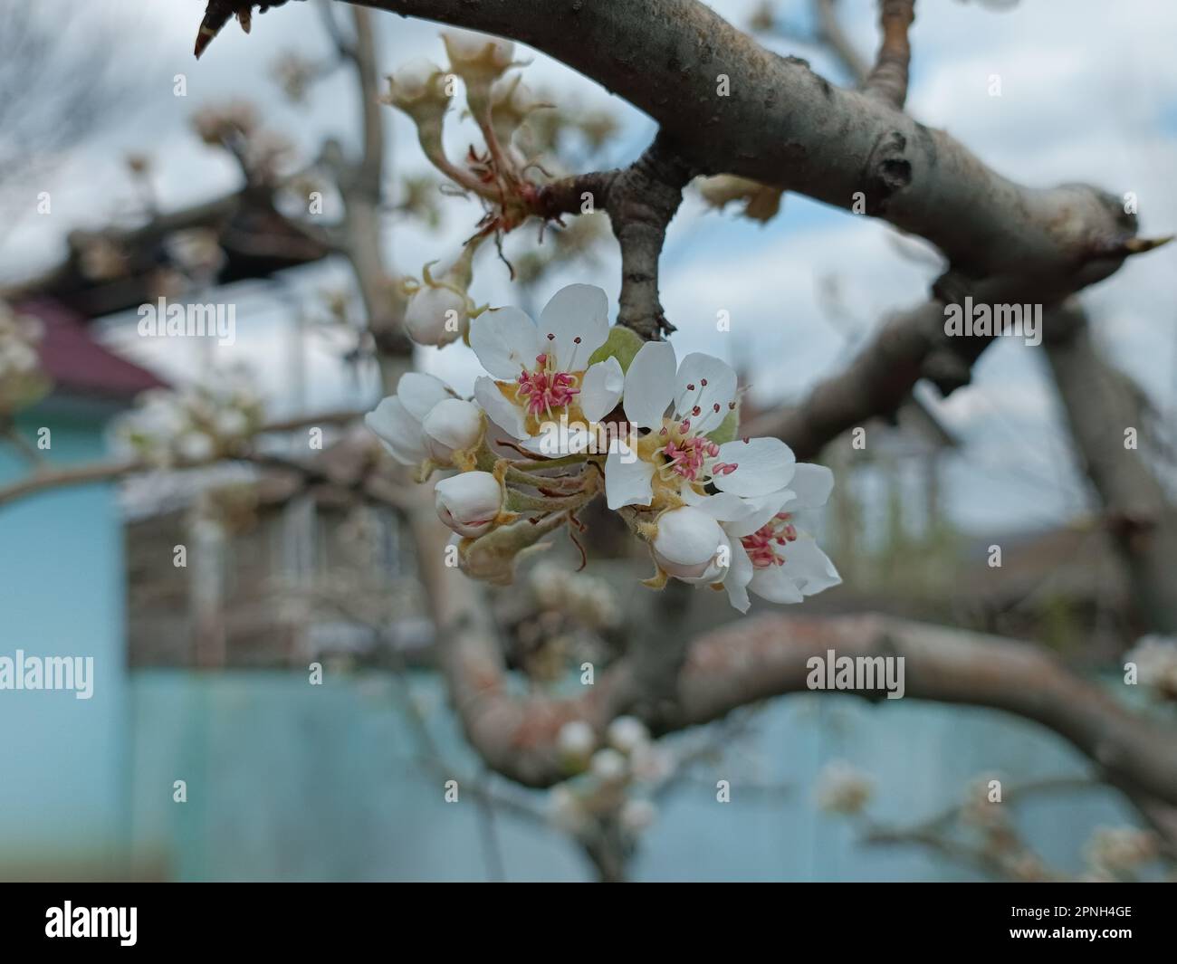 White flower blossom with soft background. Fruit-tree blossom brunch ...