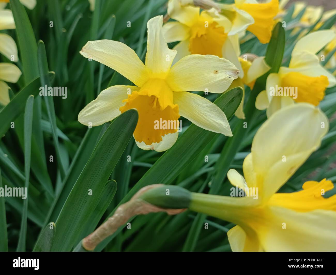 Multi head daffodil hi-res stock photography and images - Alamy
