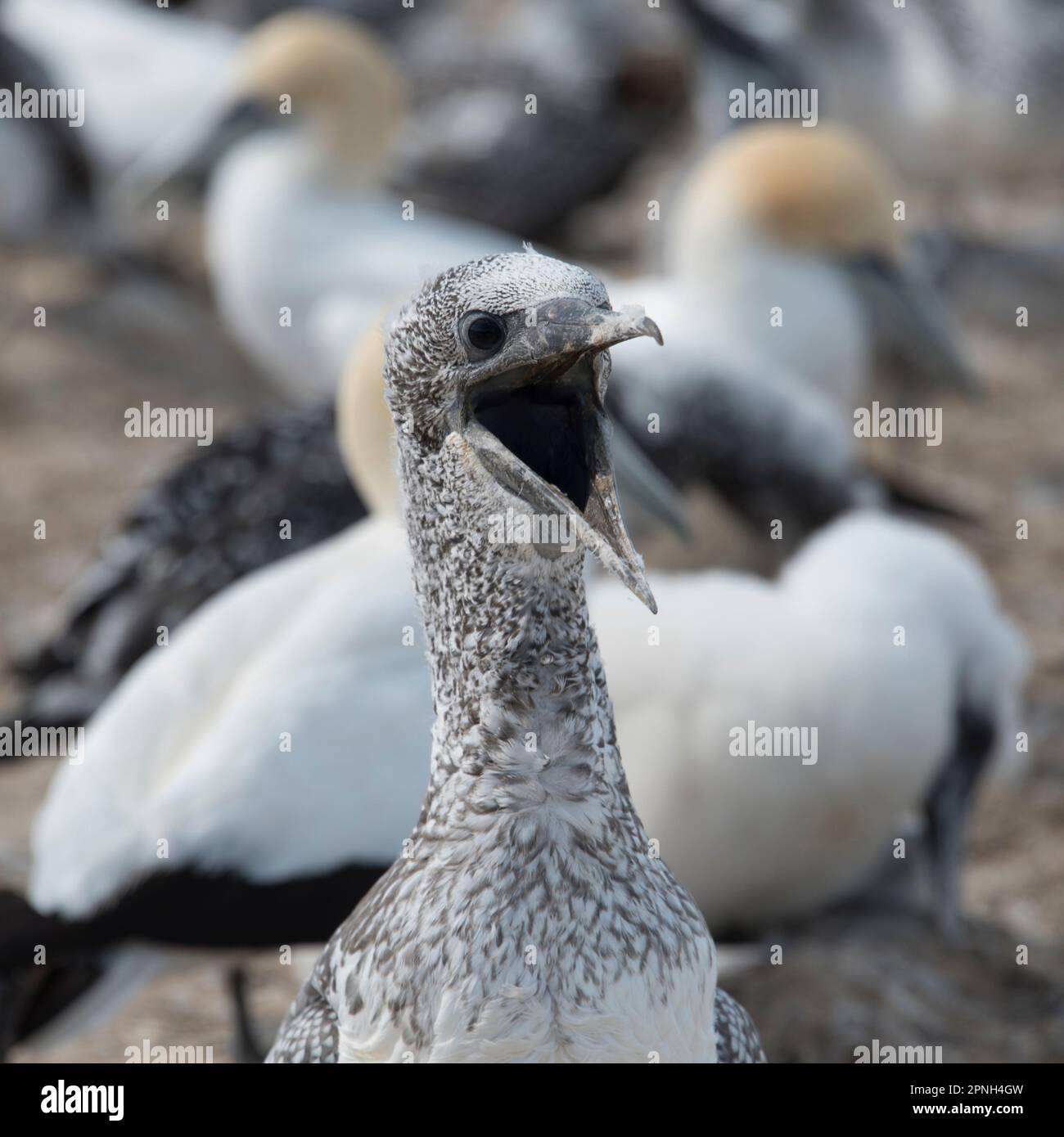 Young new zealand hi-res stock photography and images - Alamy