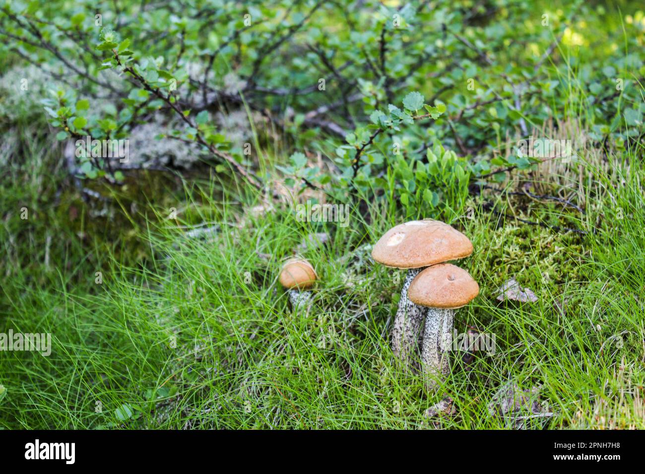 Forest mushrooms near dwarf birch in forest at summer in Nether-Polar ...