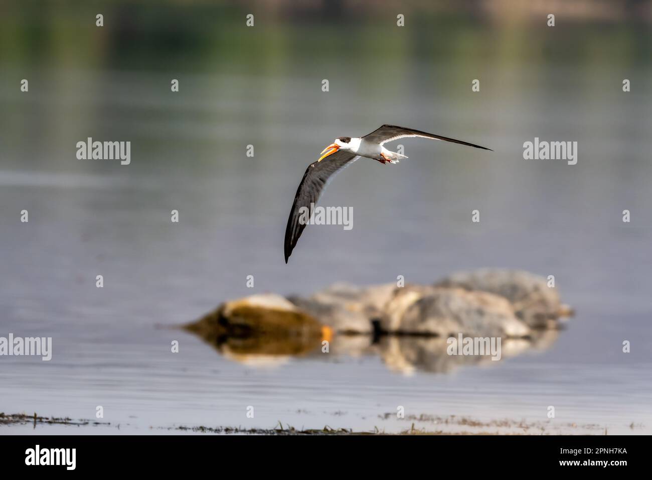 Indian skimmer or Indian scissors bill or Rynchops albicollis skimming ...