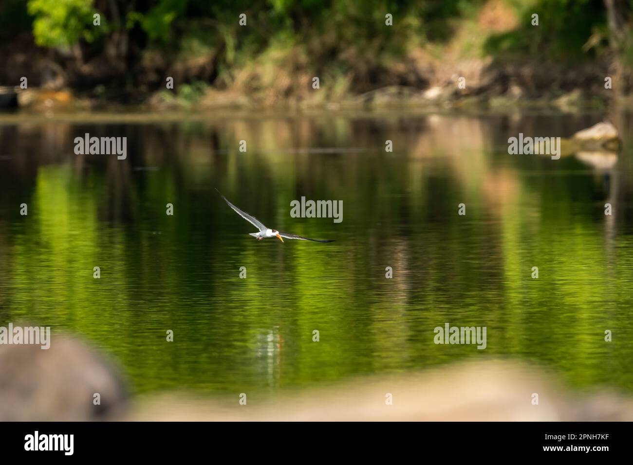 Indian skimmer or Indian scissors bill or Rynchops albicollis skimming ...