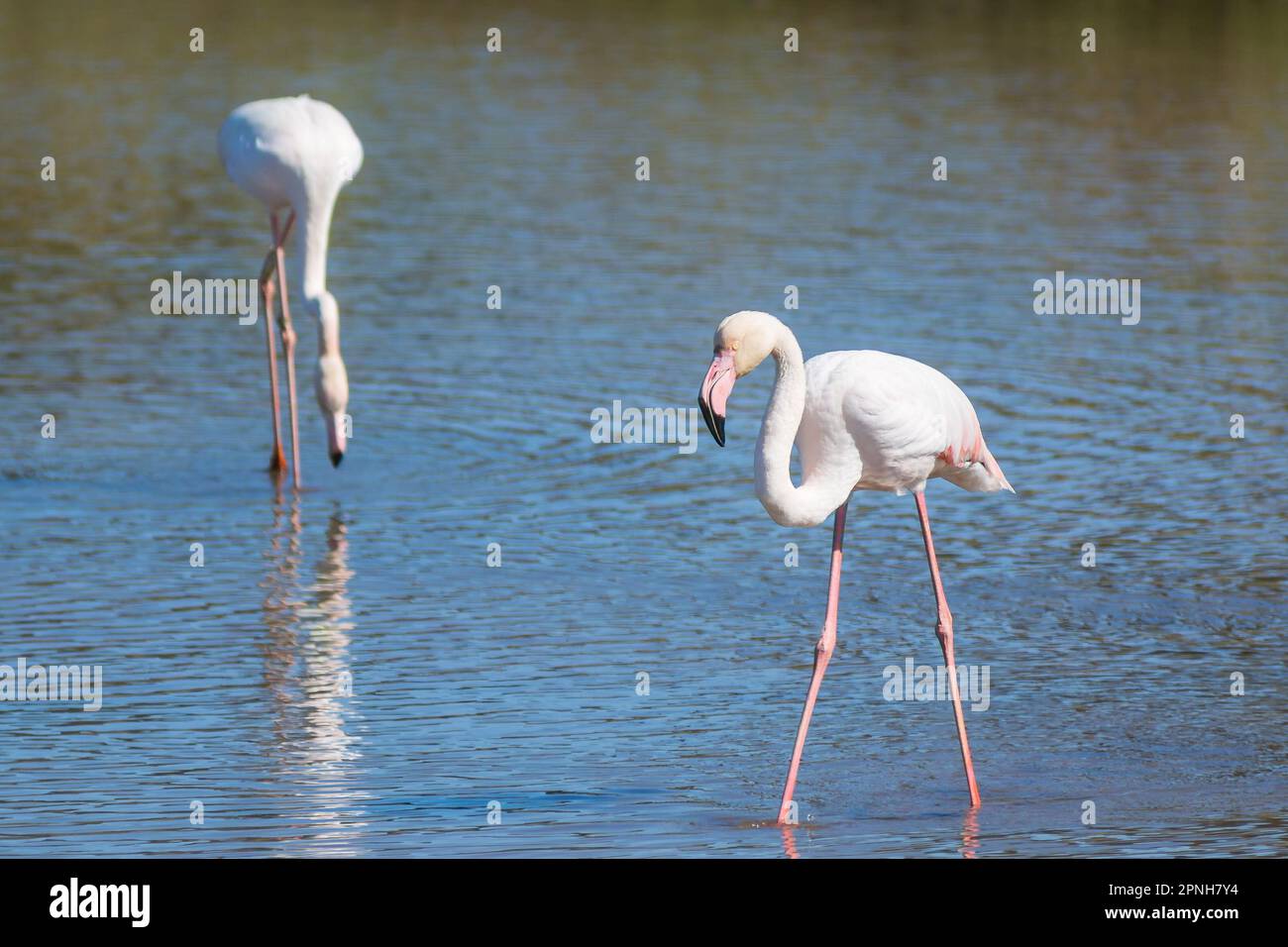 Pink flamingos at sunset hi-res stock photography and images - Alamy