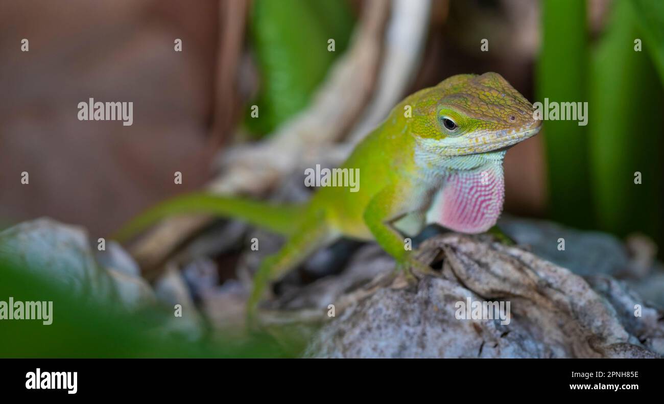 Wild gecko in North Carolina signaling for a mate Stock Photo - Alamy