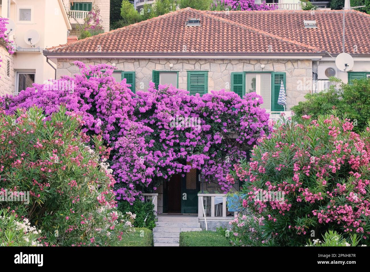 Violet blooming flowers. Bougainvillea bush grows next to residential ...