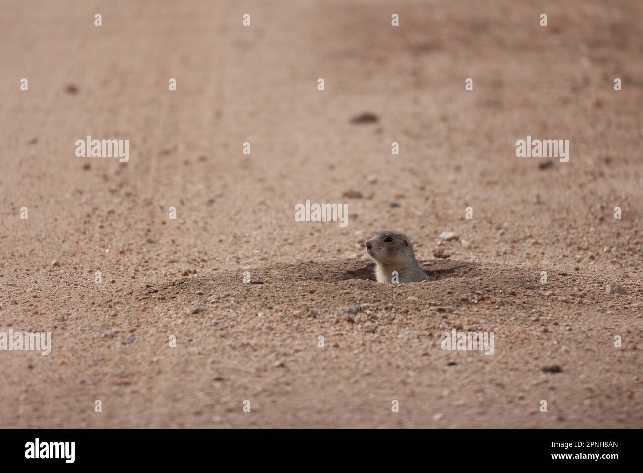 Gopher hole hi-res stock photography and images - Alamy