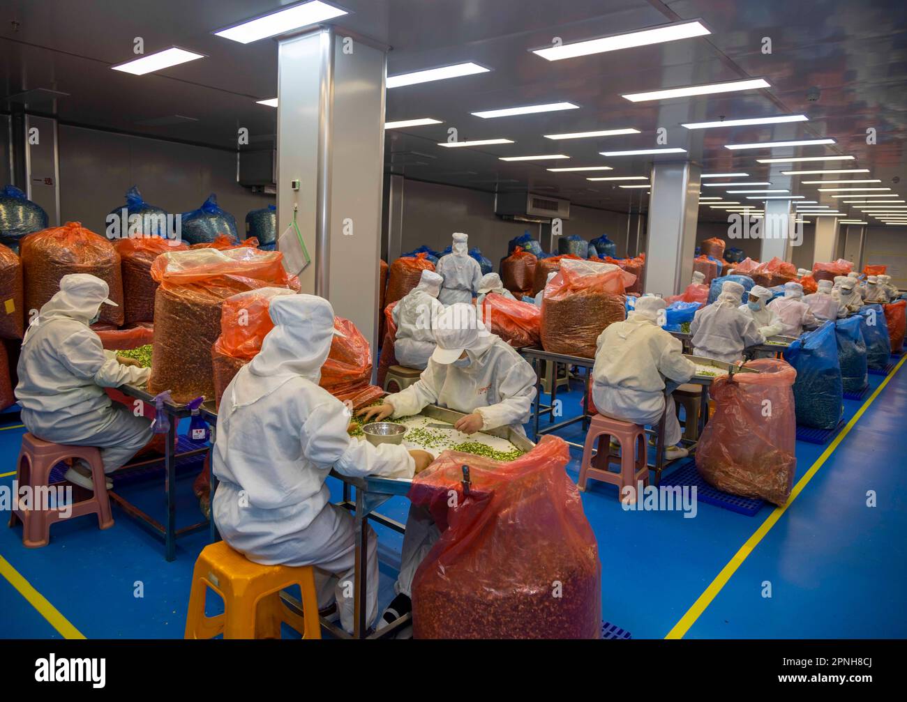 Workers sort de-hydrated chive in a vegetable processor in Xinghua city ...