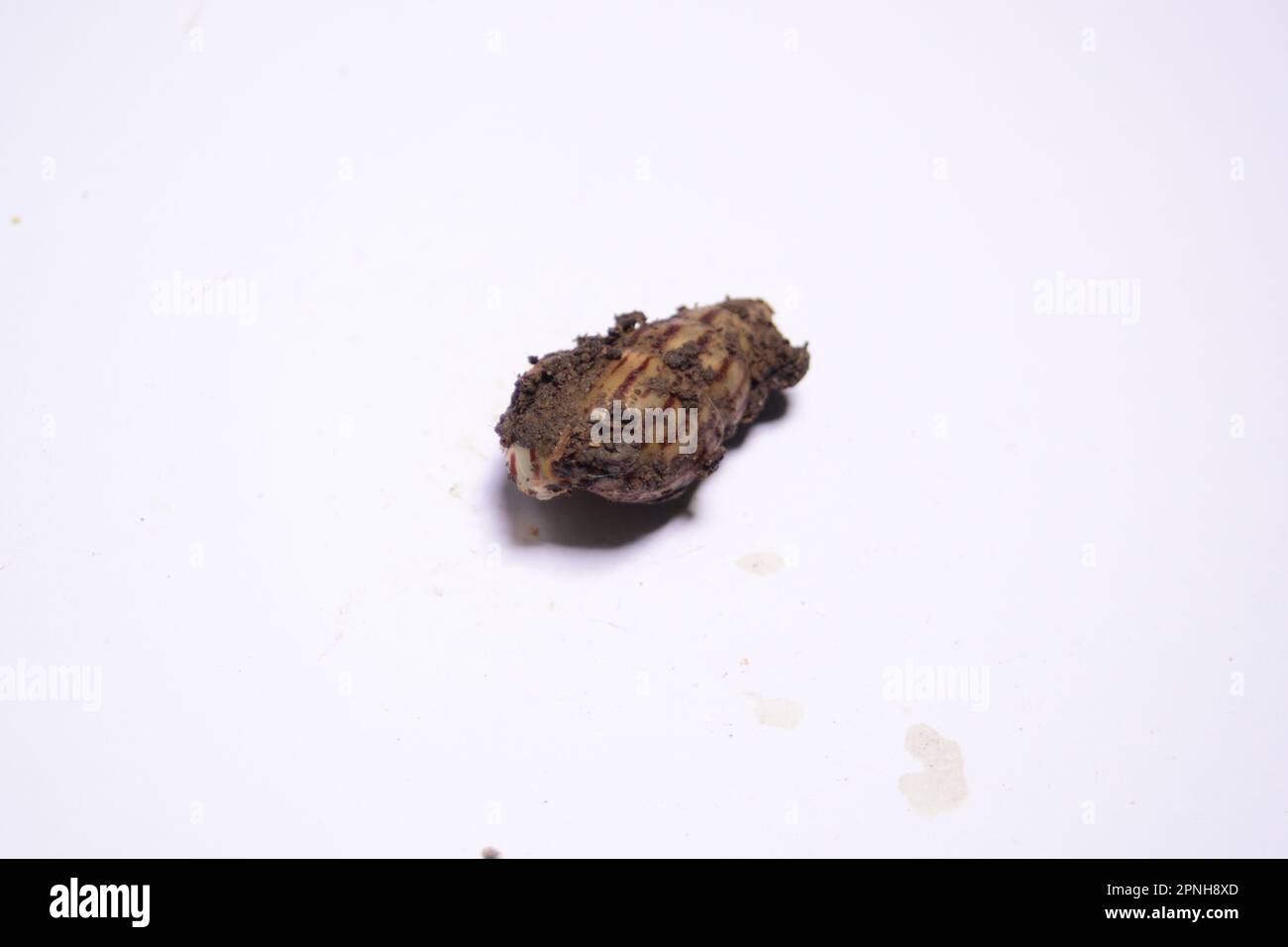 snail in a shell with mud on a white background Stock Photo - Alamy