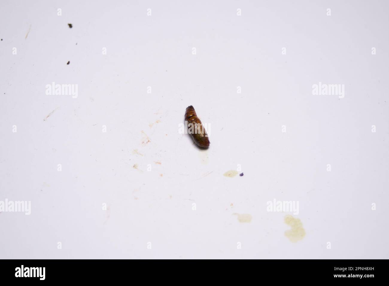 Brown pupa hi-res stock photography and images - Alamy