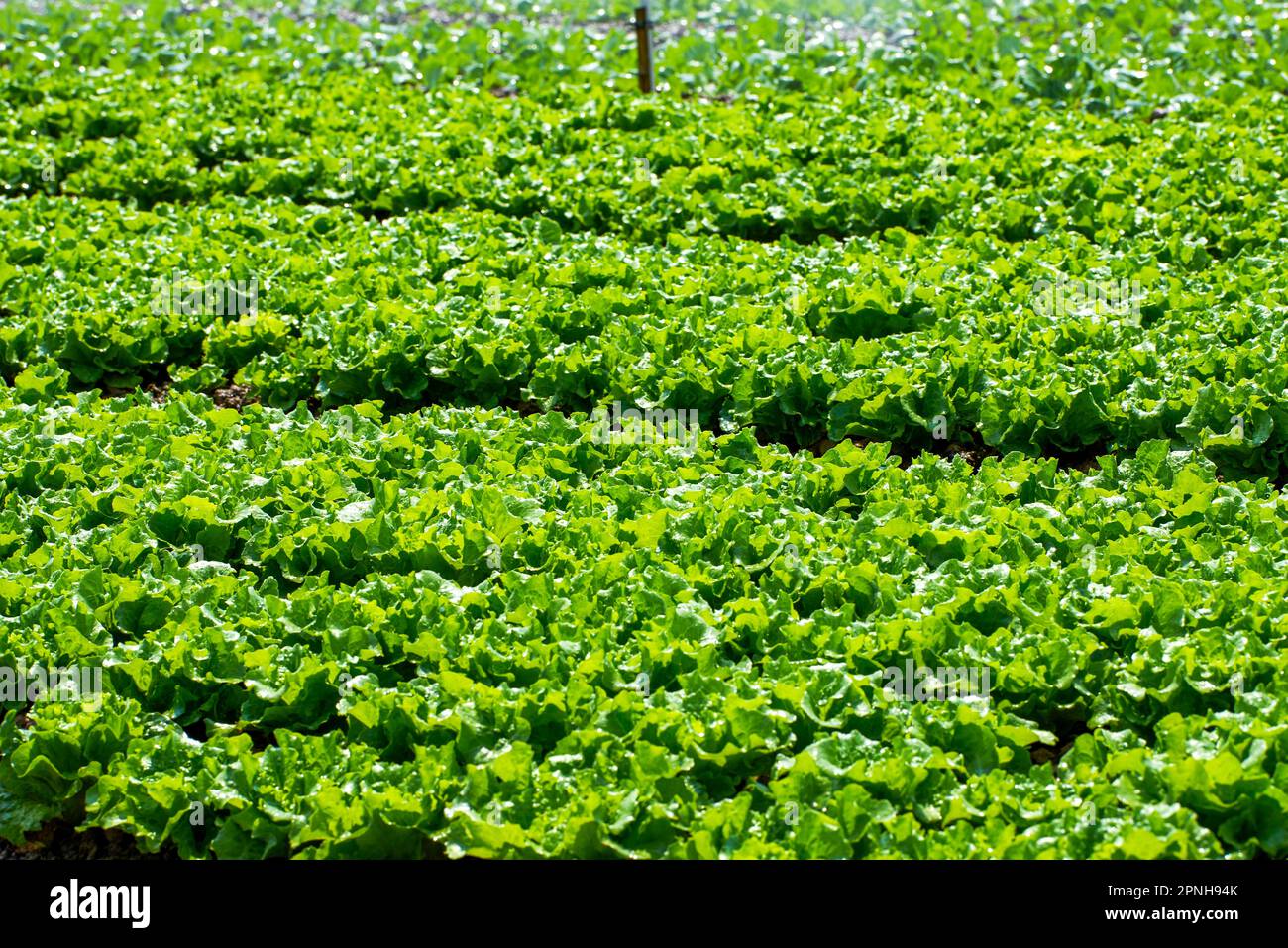 Vegetables grown in patches on an outdoor farm Stock Photo - Alamy