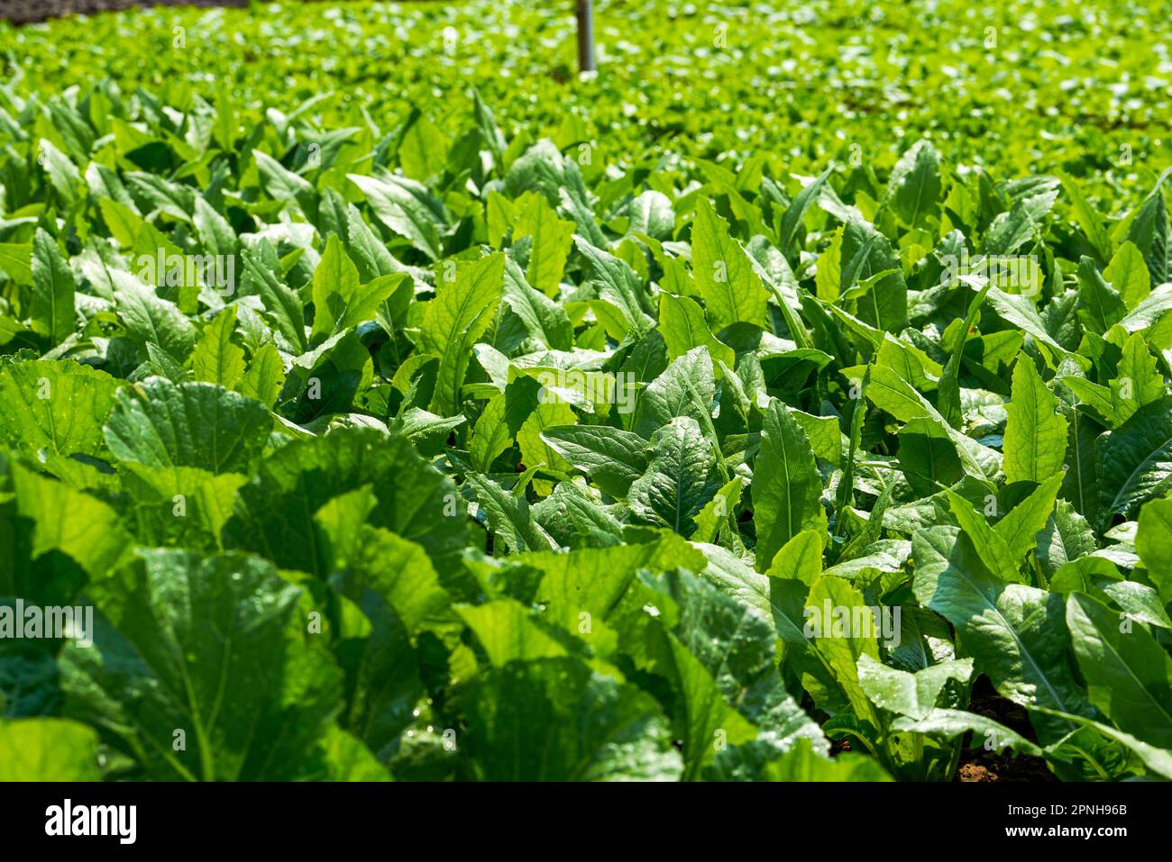 Vegetables grown in patches on an outdoor farm Stock Photo - Alamy