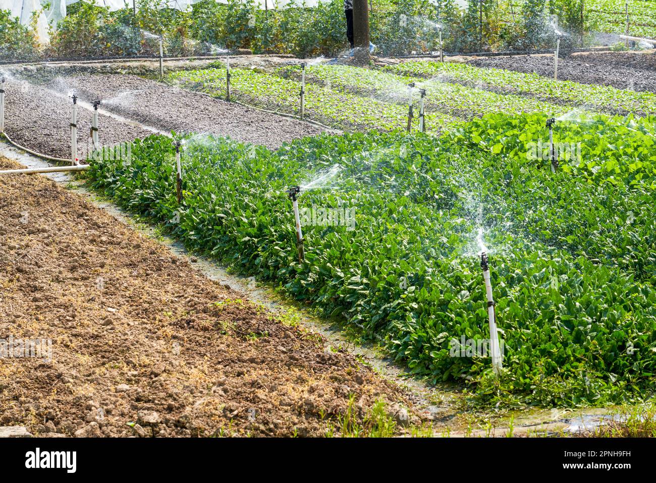 Automated sprinkler irrigation system and sprinkler heads in farm field ...
