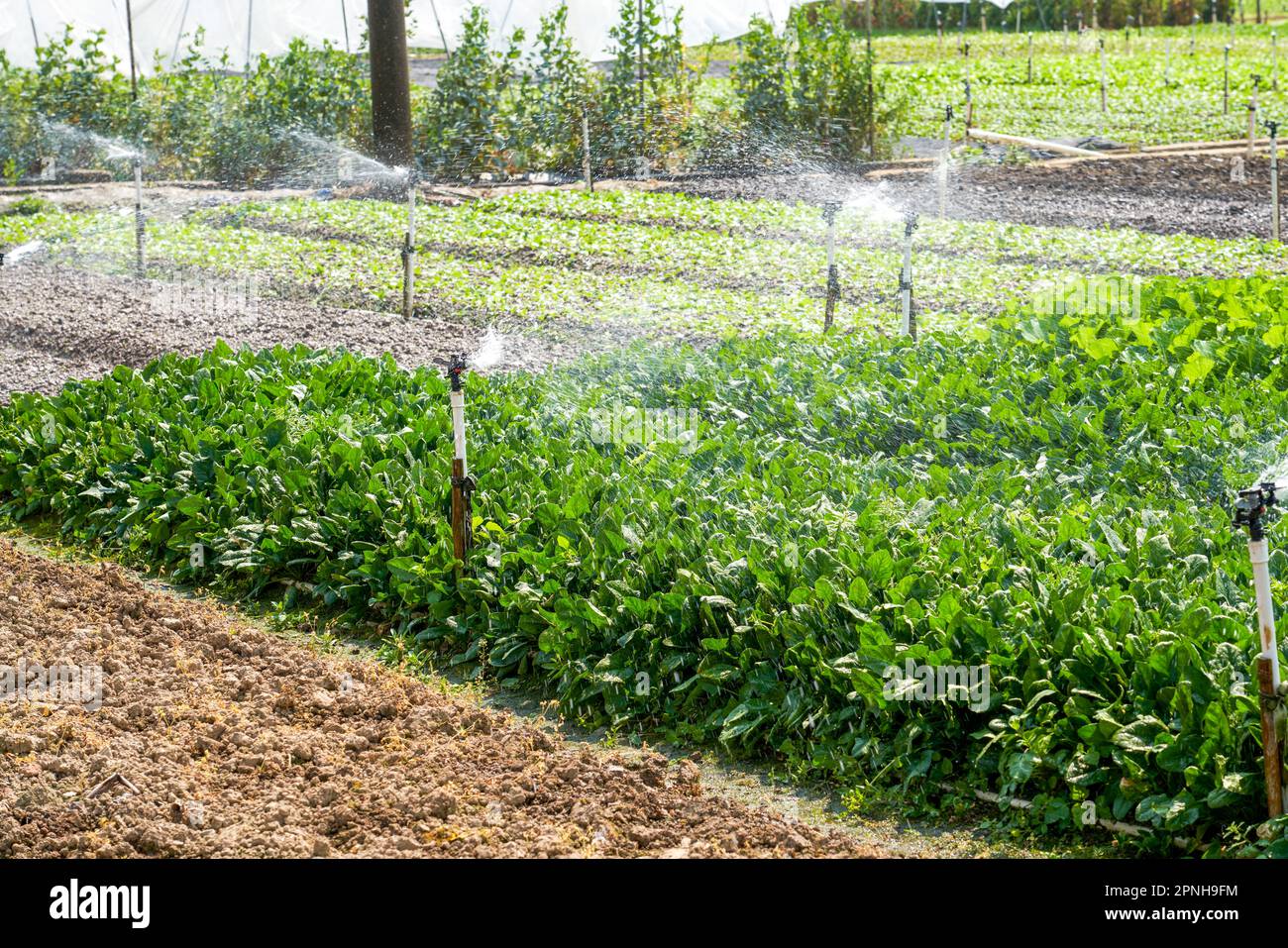 Automated sprinkler irrigation system and sprinkler heads in farm field ...