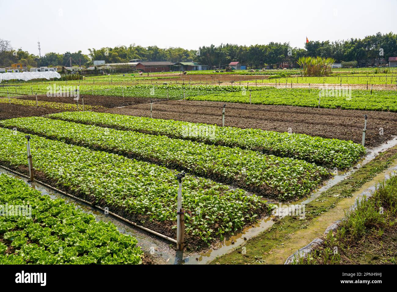 Vegetables grown in patches on an outdoor farm Stock Photo - Alamy