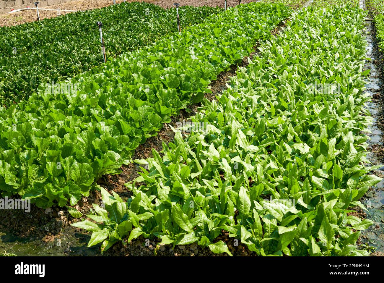 Vegetables grown in patches on an outdoor farm Stock Photo - Alamy