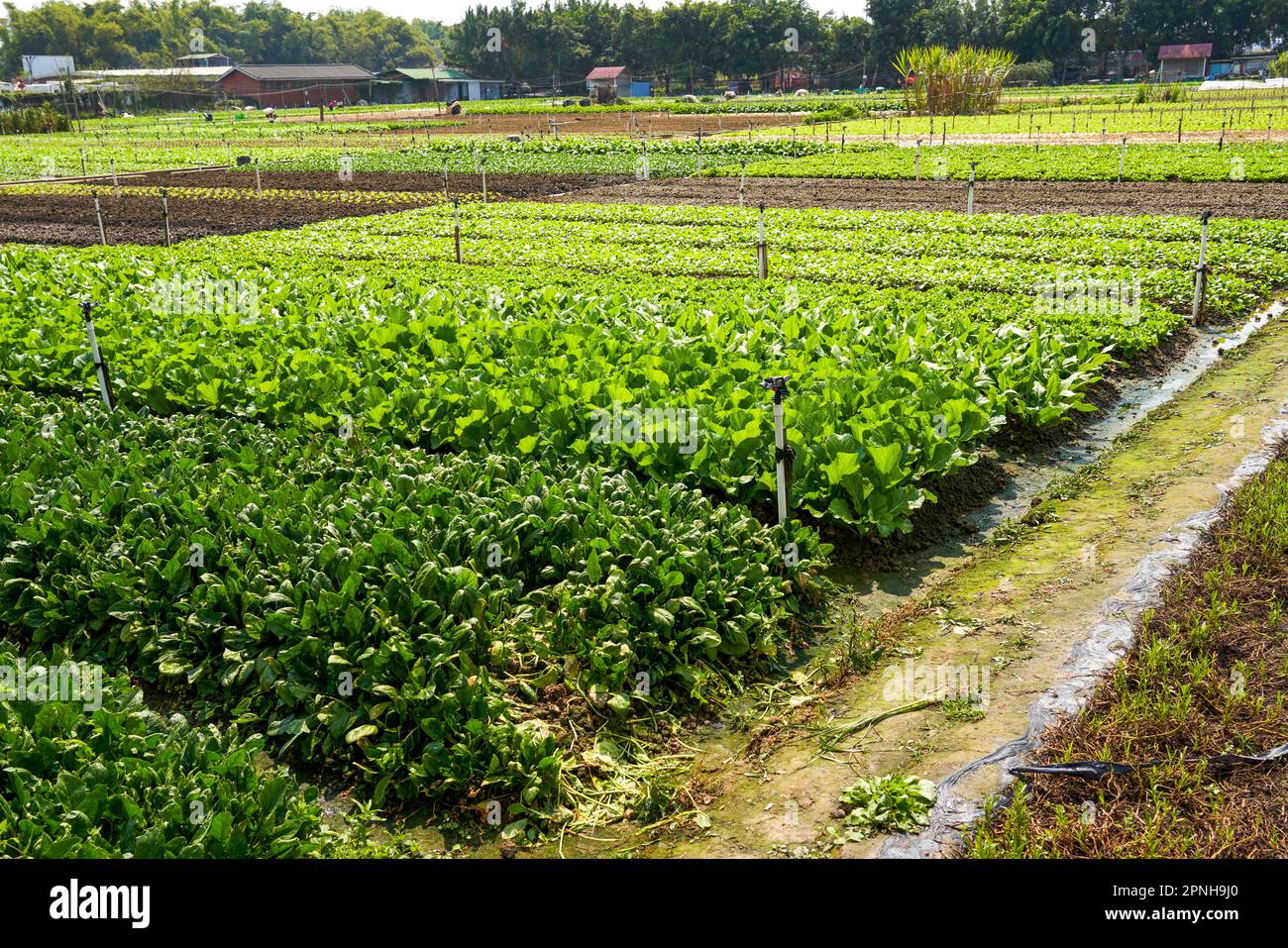 Vegetables grown in patches on an outdoor farm Stock Photo - Alamy
