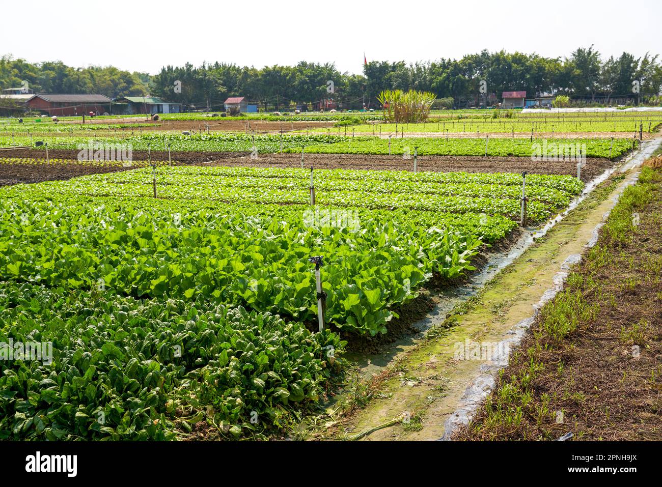 Vegetables grown in patches on an outdoor farm Stock Photo - Alamy