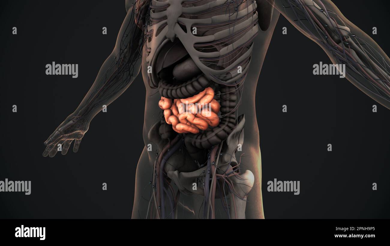 Human small intestine anatomy Stock Photo - Alamy