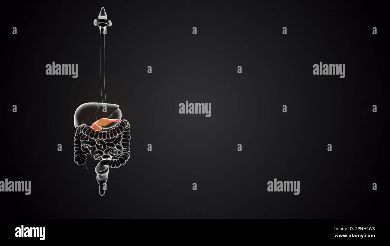 Pancreas organs biology anatomy hi-res stock photography and images - Alamy