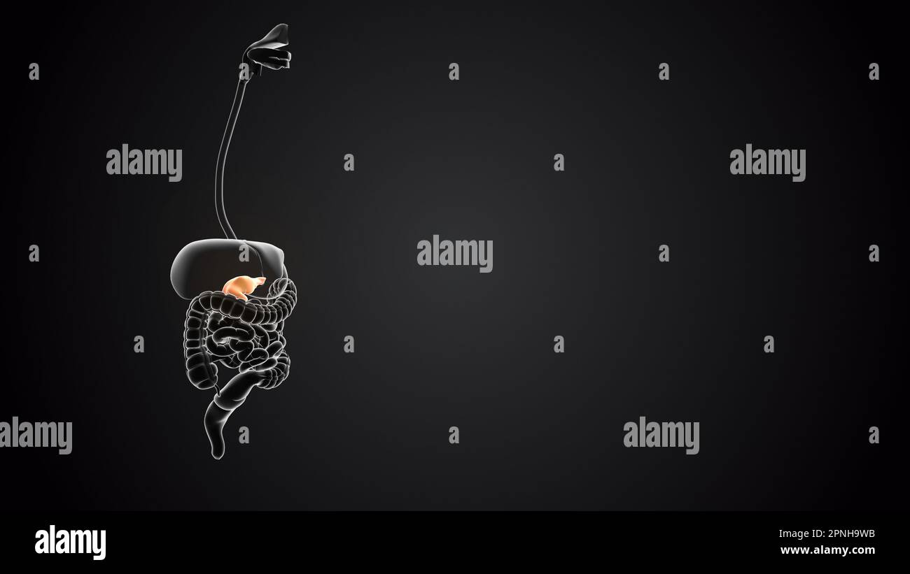 Pancreas organs biology anatomy hi-res stock photography and images - Alamy