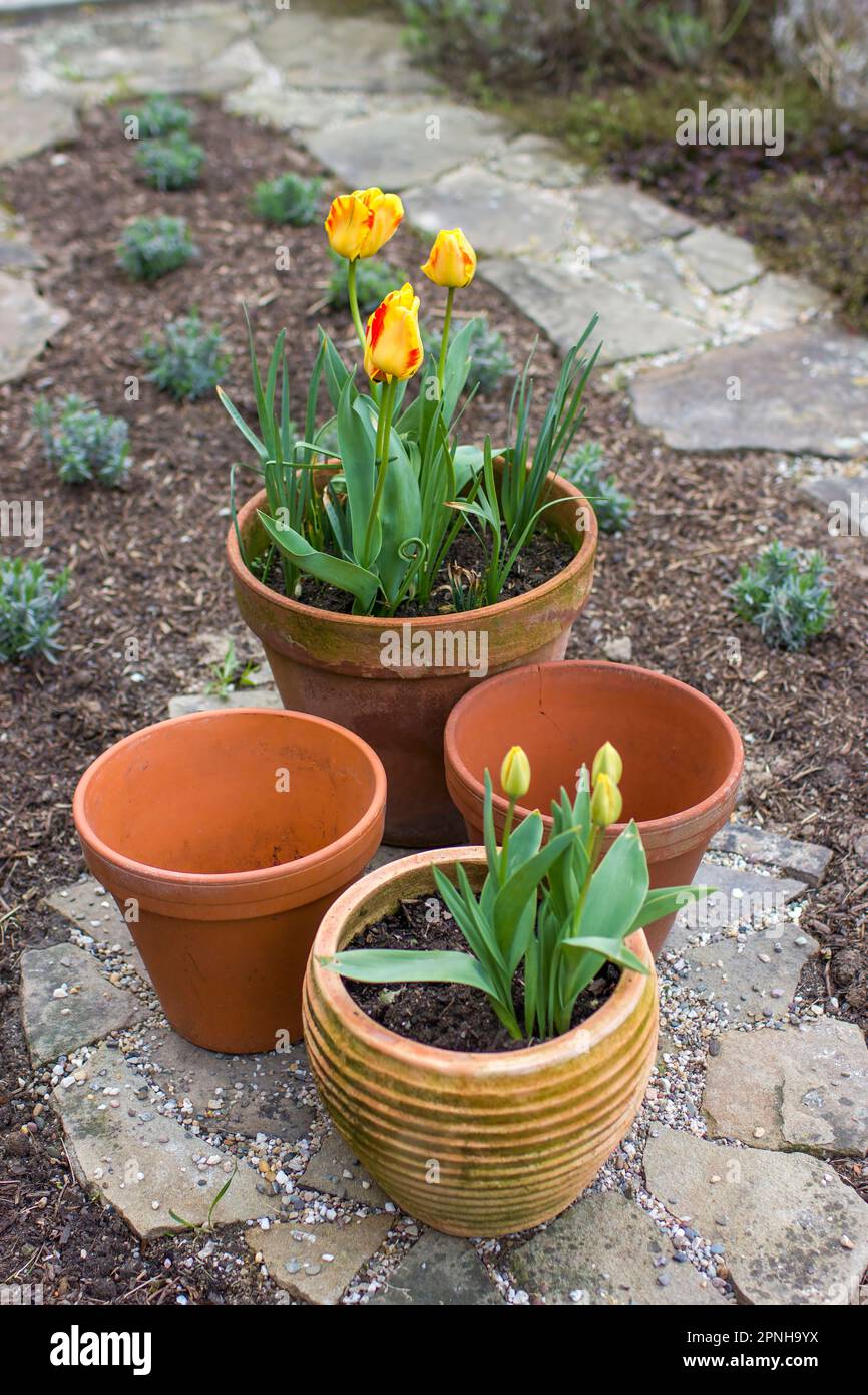 Multiple flower pots hi-res stock photography and images - Alamy
