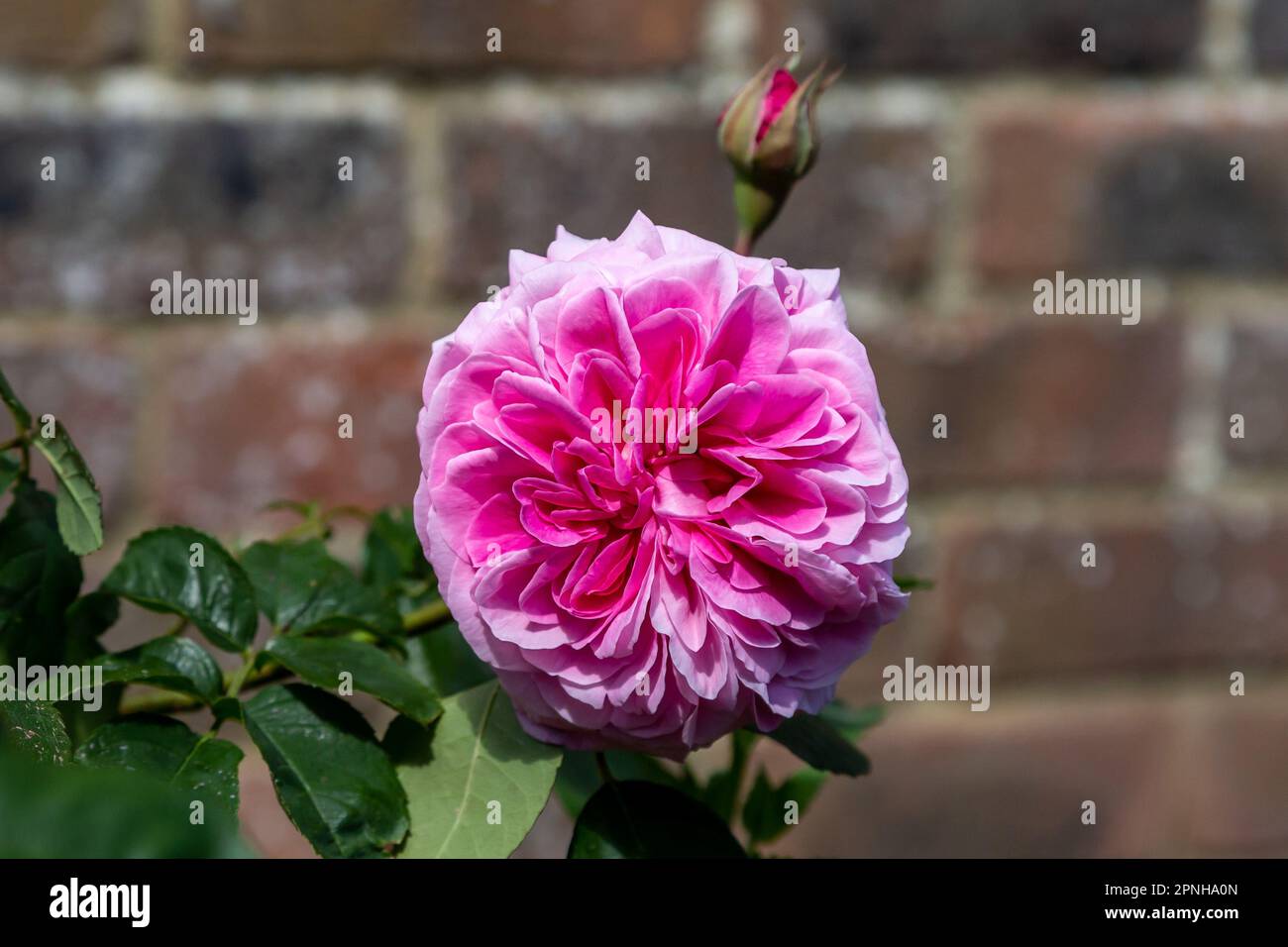 English pink rose horizontal hi-res stock photography and images - Alamy
