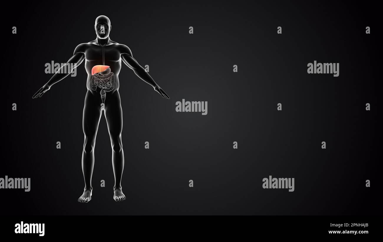 Human body with Liver Stock Photo - Alamy