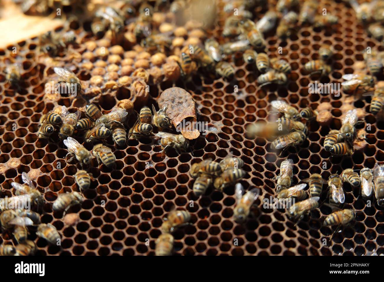 the royal cell hatched by the queen bee Stock Photo - Alamy