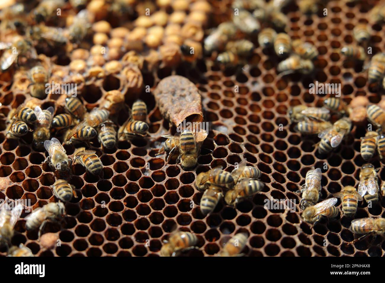 the royal cell hatched by the queen bee Stock Photo - Alamy