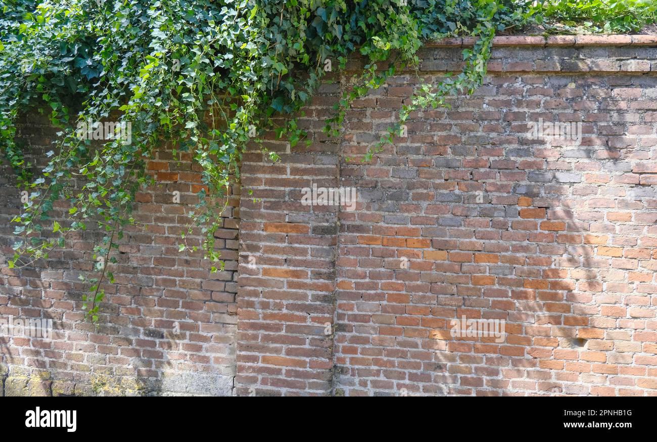 ancient brick wall with green ivy leaves. Shadows and ivy leaves on the ...