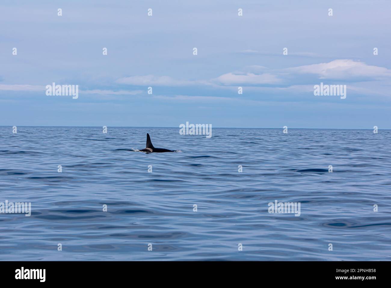 Husavik, Iceland - August 2021: A killer whale fin while swimming into ...