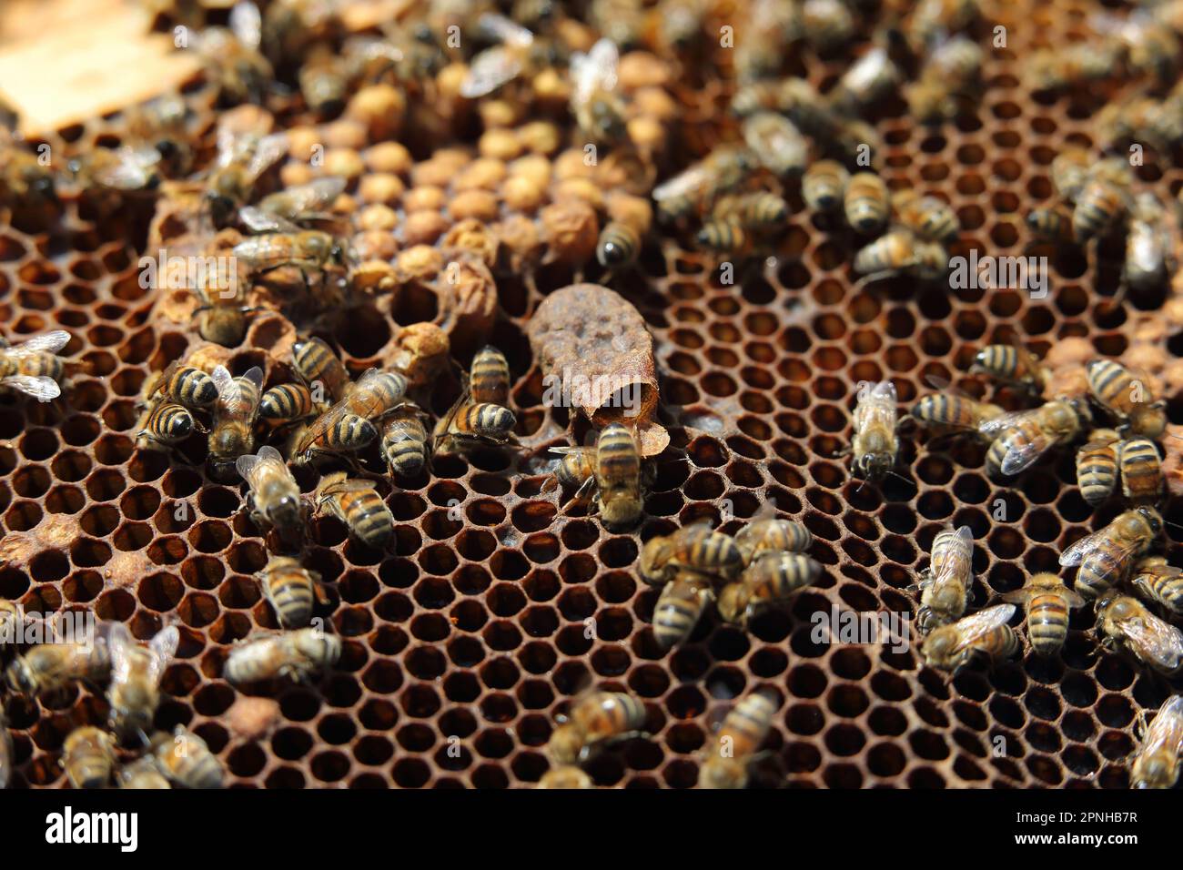the royal cell hatched by the queen bee Stock Photo - Alamy