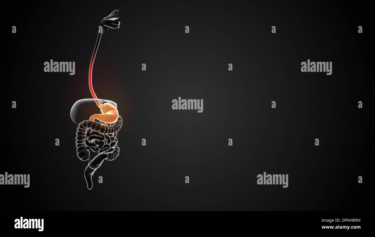 Stomach with internal organs Stock Photo - Alamy