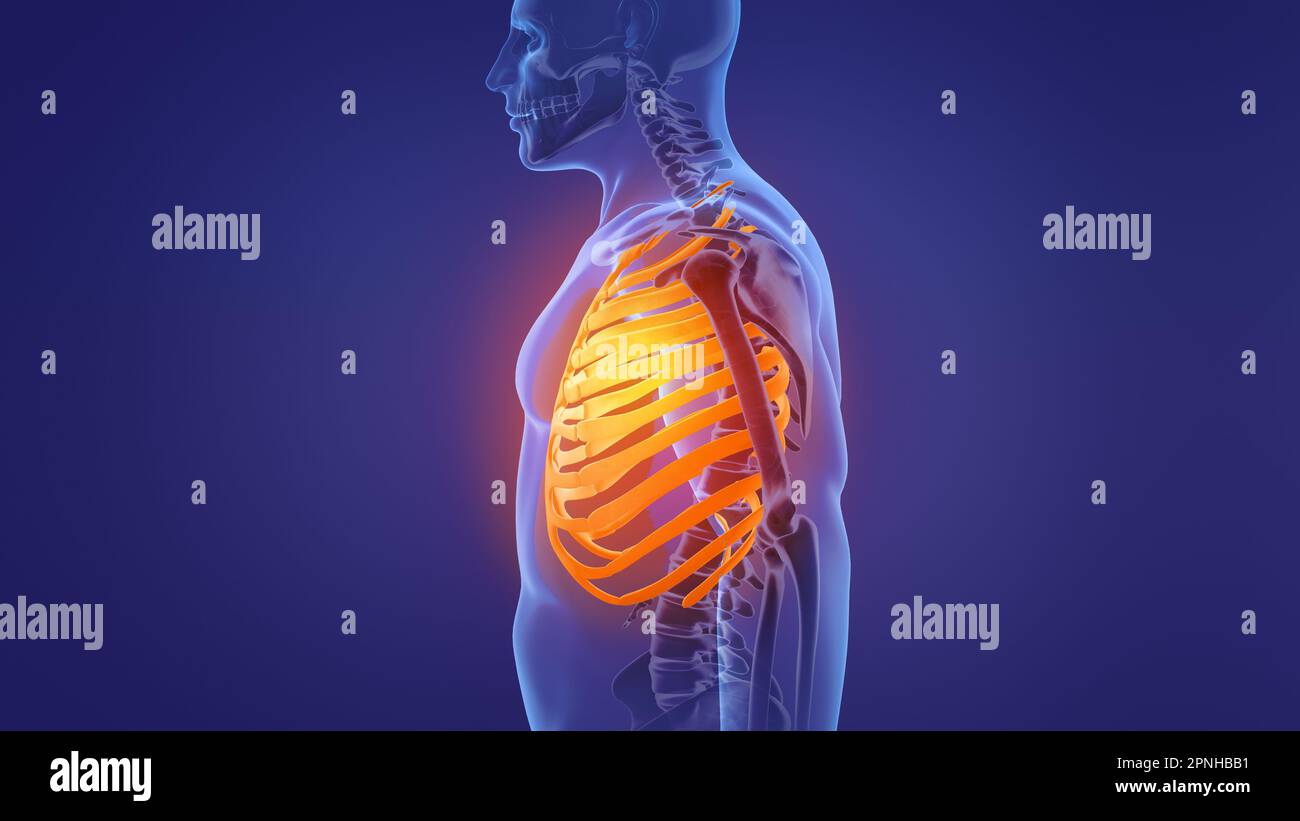 Human skeleton rib cage anatomy Stock Photo - Alamy