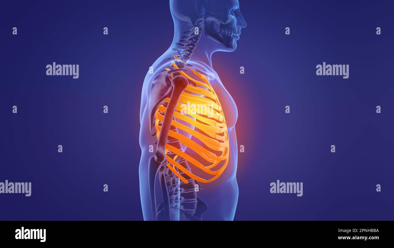 Rib cage and human hi-res stock photography and images - Alamy