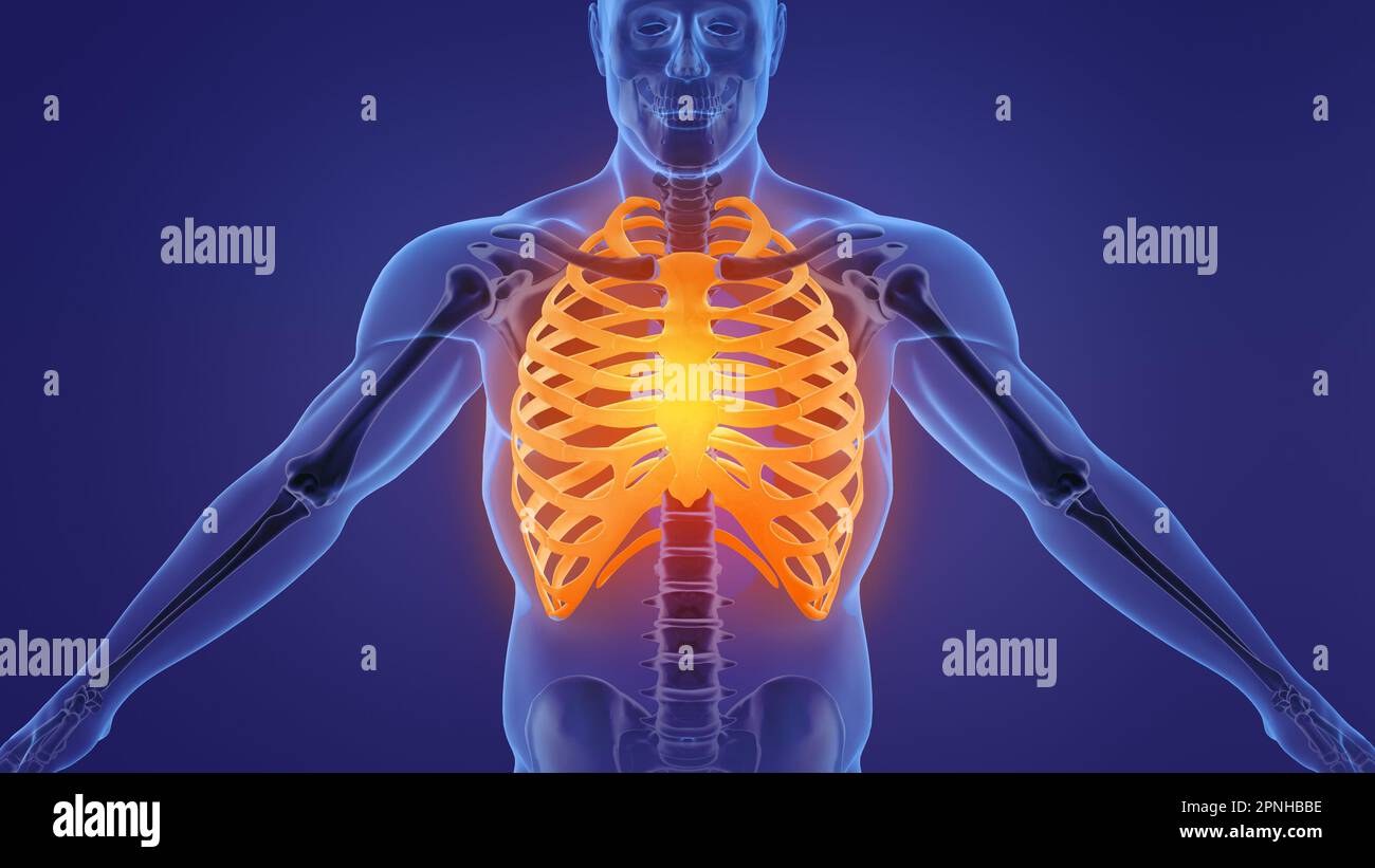 Human skeleton rib cage anatomy Stock Photo - Alamy