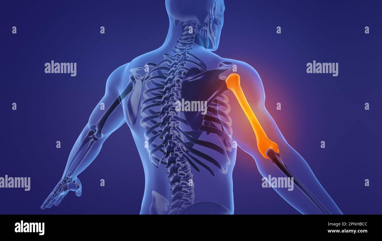 Bones of the upper body hi-res stock photography and images - Alamy