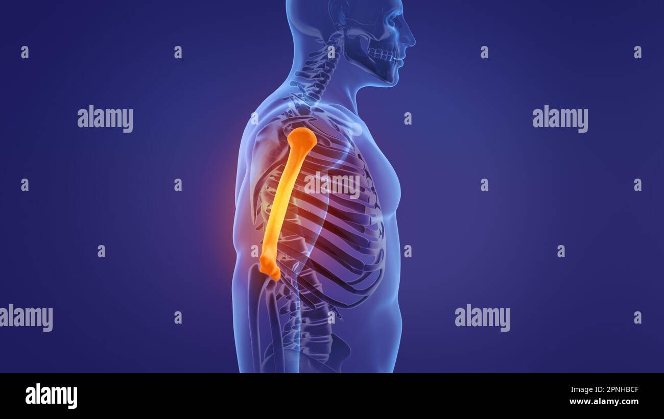 Humerus bones hi-res stock photography and images - Alamy