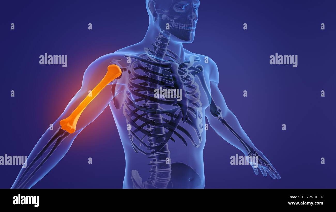 Human skeleton humerus bones anatomy Stock Photo - Alamy