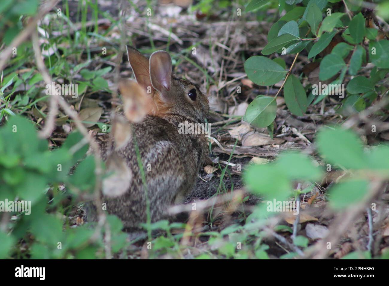 A small rabbit in a lush green field, surrounded by verdant shrubbery ...