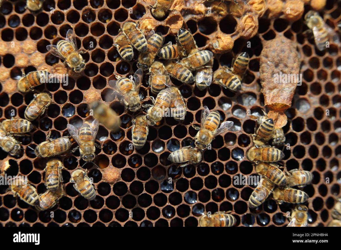 the royal cell hatched by the queen bee Stock Photo - Alamy